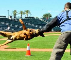 New Santa Ana | The SAPD competed in the Desert Dog K9 trials last weekend