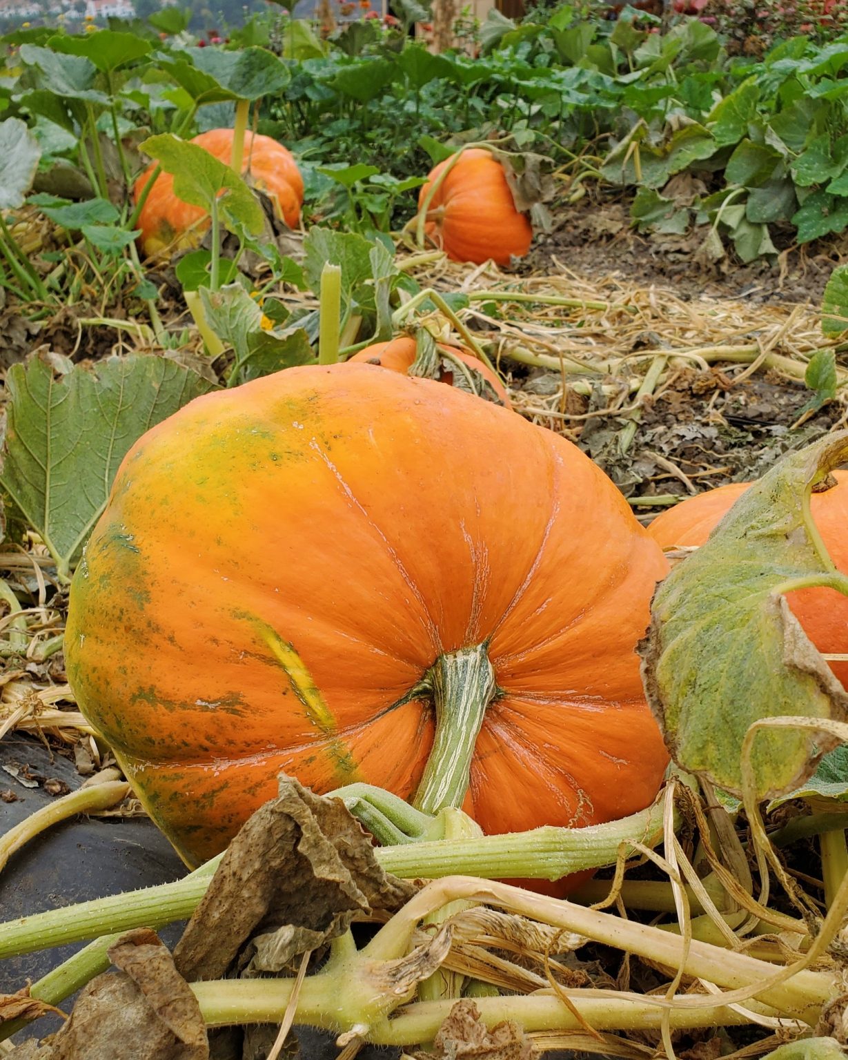 The 2023 Hana Field Pumpkin Patch and Flower Field opens on Sep. 16 in ...