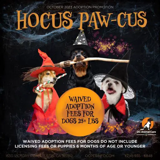 October pet adoption deals at OC Animal Care – New Santa Ana