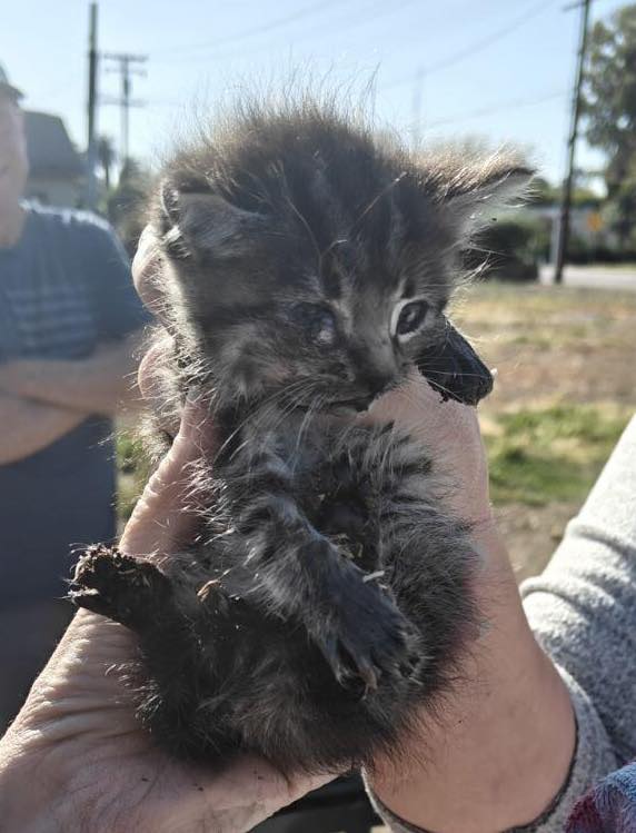 Firefighters helped to save a kitten trapped in a manhole in Santa Ana ...