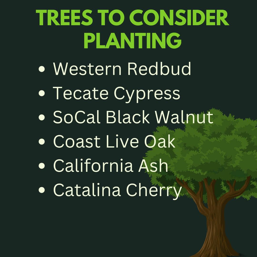 Santa Ana residents can get a rebate for planting new trees or ...