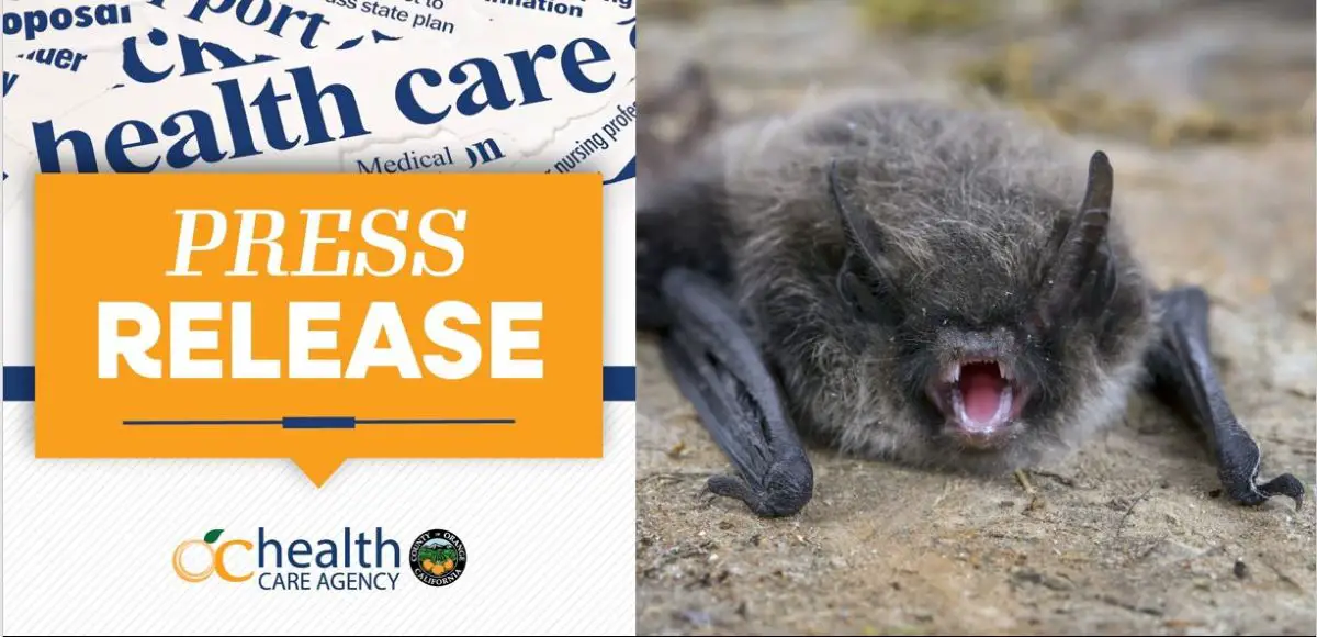Dead bat found in South Orange County tested positive for rabies - New ...