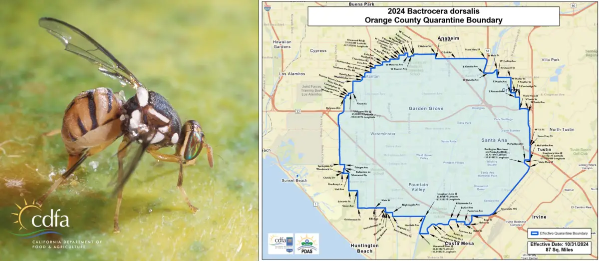 Oriental Fruit Fly quarantine in effect in Orange County - New Santa Ana