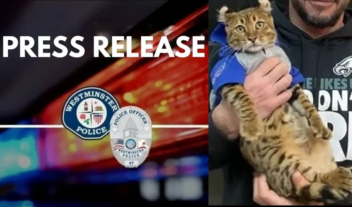 Stolen pet cat found at a Santa Ana home, joyfully reunited with owners ...