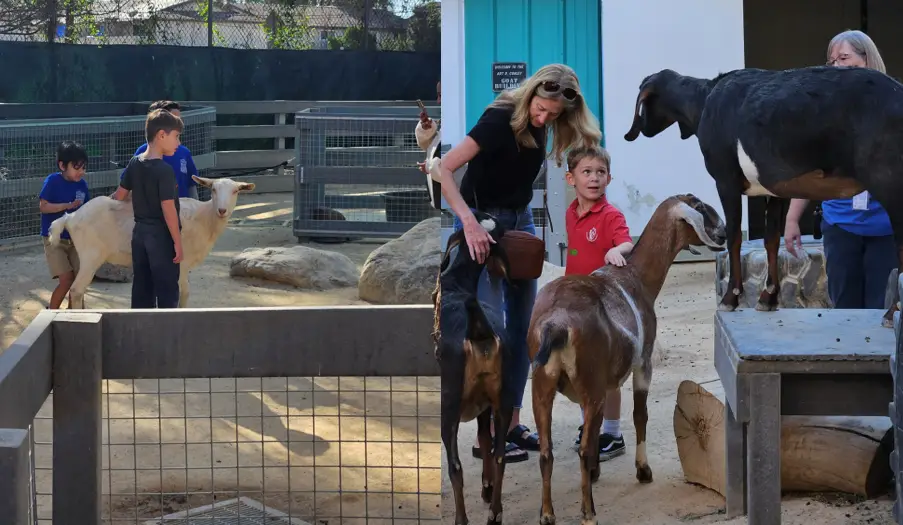 The Santa Ana Zoo unveils their new Goat Interaction Yard - New Santa Ana