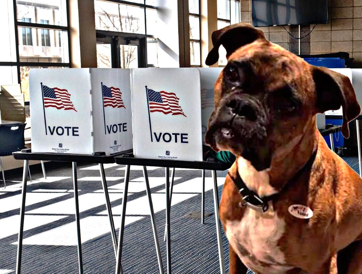 Costa Mesa woman registered her dog to vote and is now facing five ...