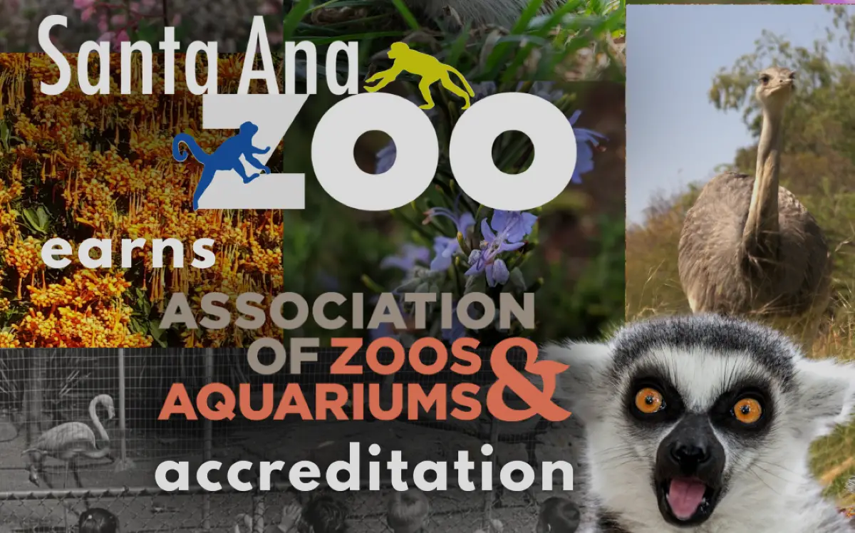 The Santa Ana Zoo has finally regained the accreditation they lost back ...