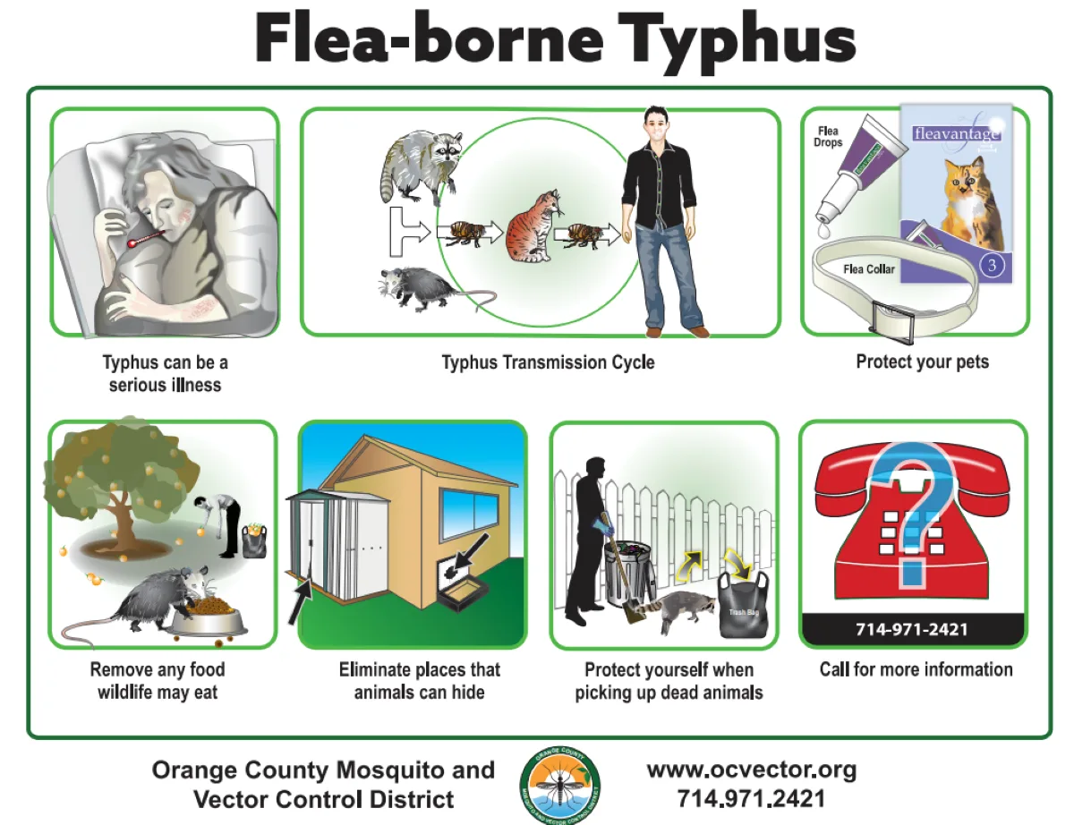 Elevated risk of flea-borne Typhus in Santa Ana - New Santa Ana